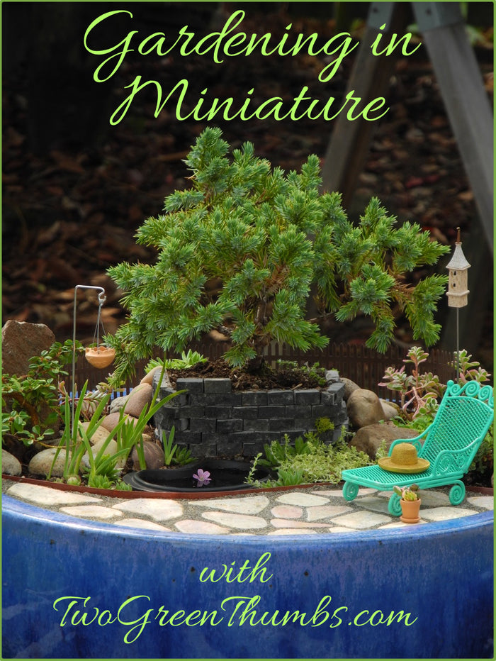 How To Find the Right Miniature Garden Plants – Two Green Thumbs ...