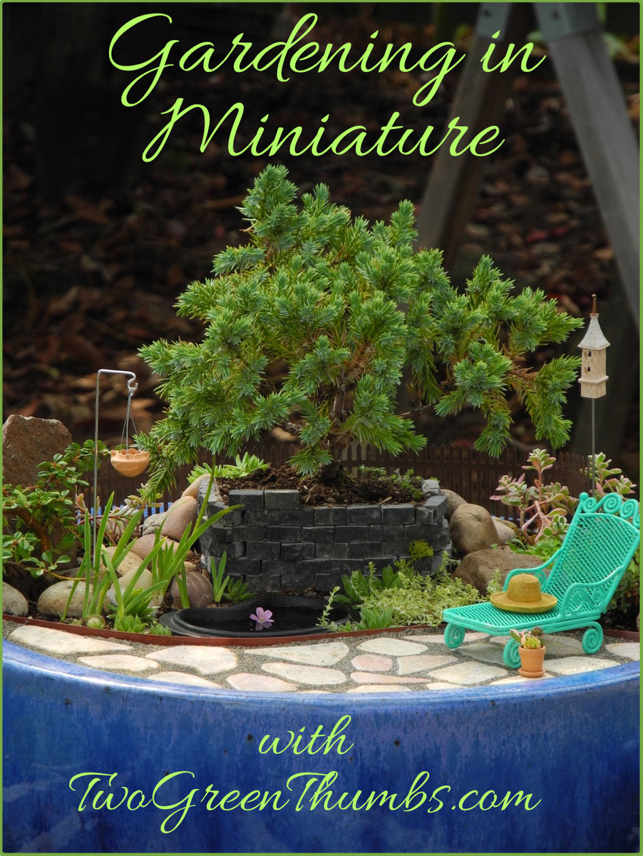 How To Find the Right Miniature Garden Plants – Two Green Thumbs ...