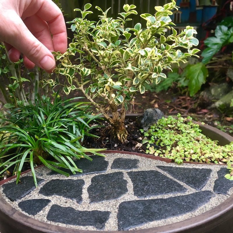 Simple and Authentic Miniature Garden Patio Solutions – Two Green ...