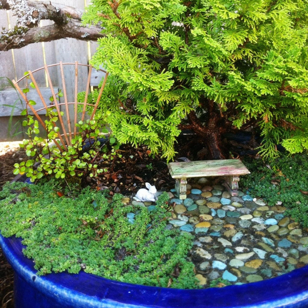 About Hinoki Cypress Trees and Shrubs – Two Green Thumbs Miniature ...