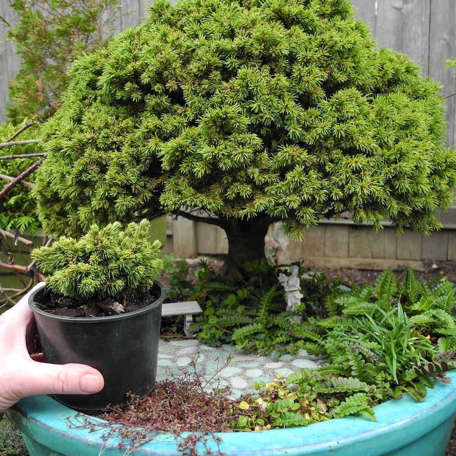 Globe Shaped Miniature Shrubs - Round Dwarf Evergreens & Boxwood – Two ...