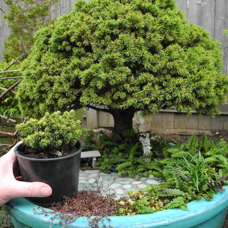 Globe Shaped Miniature Shrubs - Round Dwarf Evergreens & Boxwood – Two ...