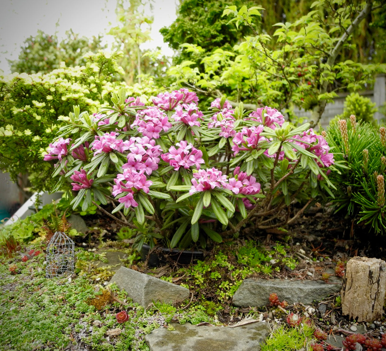Miniature Garden Plants that Flower! For Fairy & Railroad Gardens Too ...