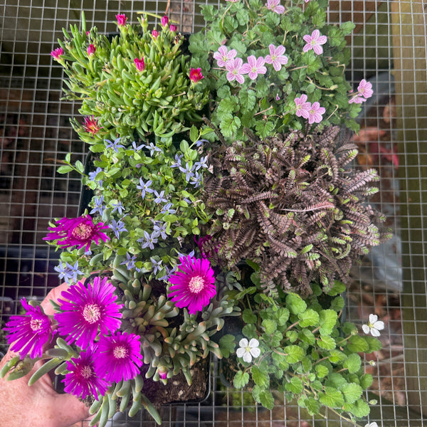 Flowering Miniature Plant for Sun, Set of 6, Shipping Included!