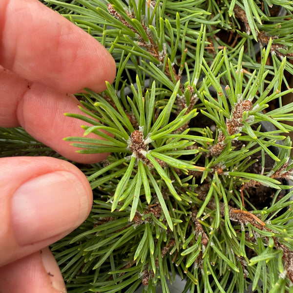 Miniature Garden Shrub Mops Dwarf Mugo Pine - Pinus mugo 'Mops' – Two ...