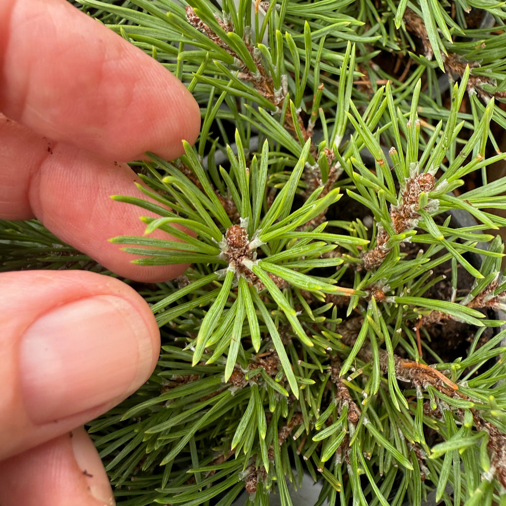 Home › Mops Dwarf Mugo Pine - Pinus mugo 'Mops'