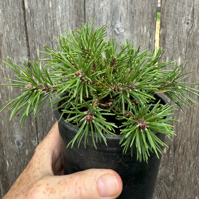 Miniature Garden Shrub Mops Dwarf Mugo Pine - Pinus mugo 'Mops' – Two ...