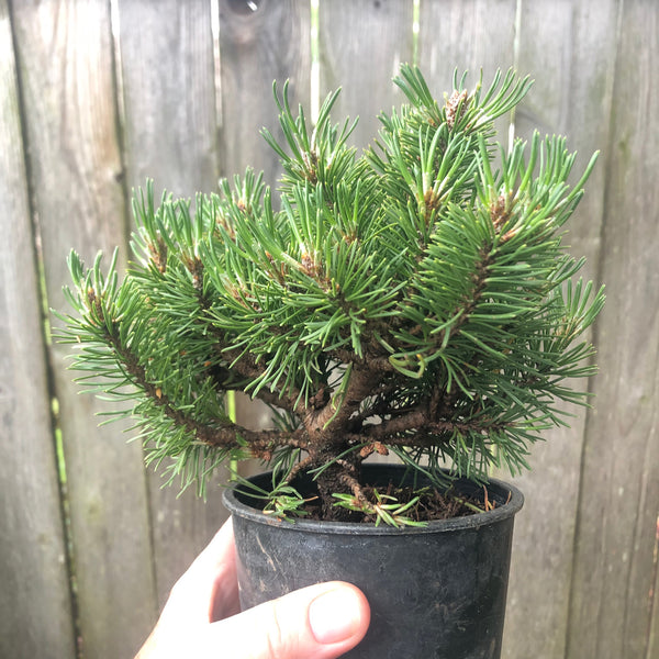 Miniature Garden Pre-Bonsai Mops Dwarf Mugo Pine - Pinus mugo 'Mops ...