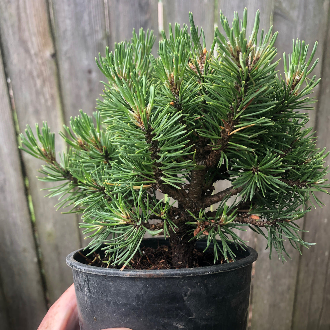 Miniature Garden Pre-Bonsai Mops Dwarf Mugo Pine - Pinus mugo 'Mops ...