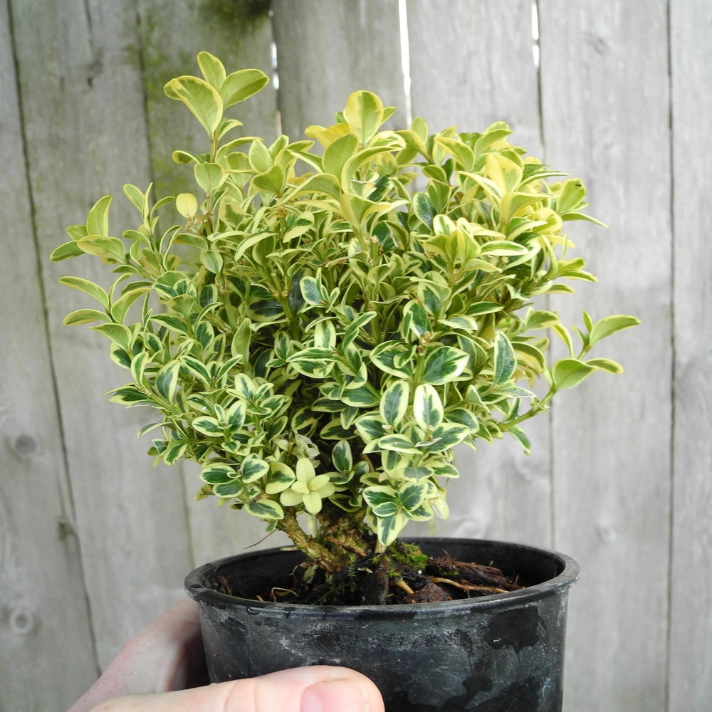 Indoor Miniature Plants - Small Houseplants for Tiny Gardens – Two ...