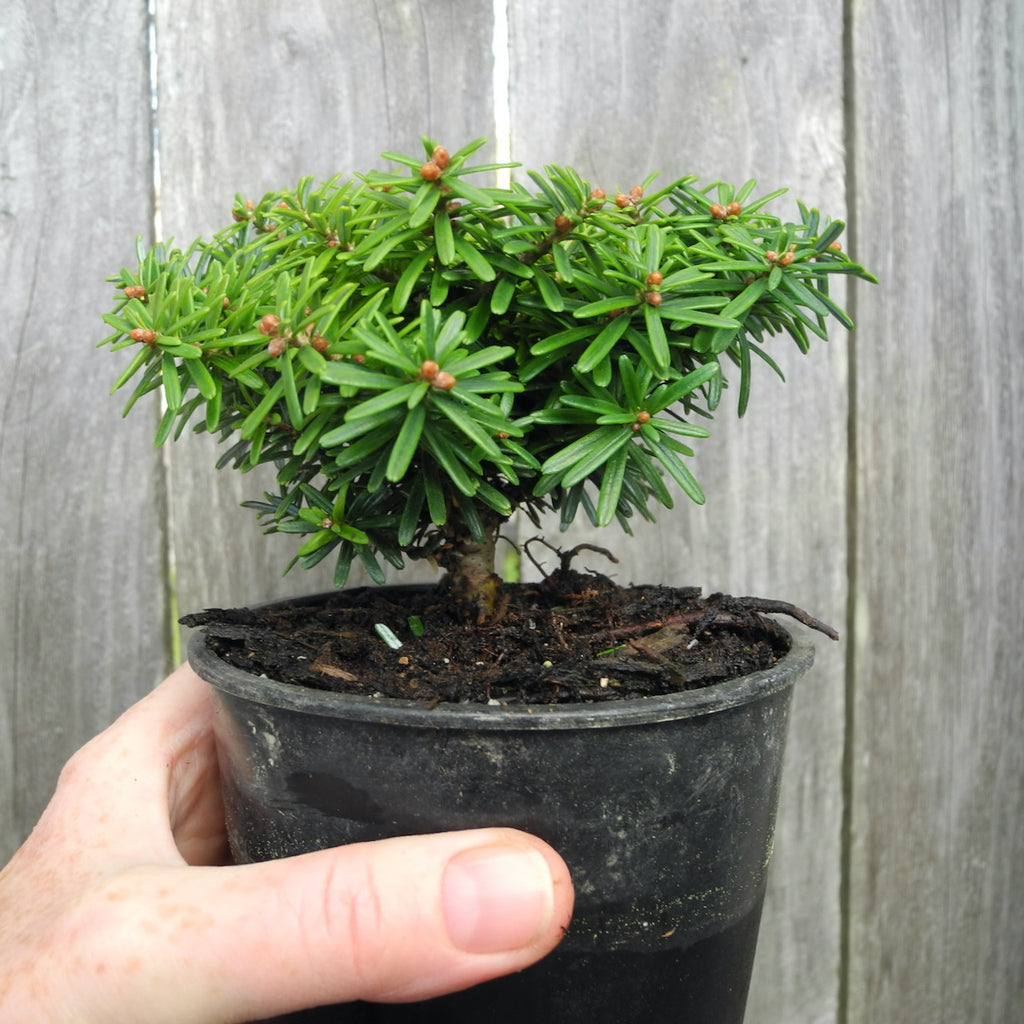 Miniature Garden Tree Ice Breaker Dwarf Korean Fir - Abies koreana 'Ice ...