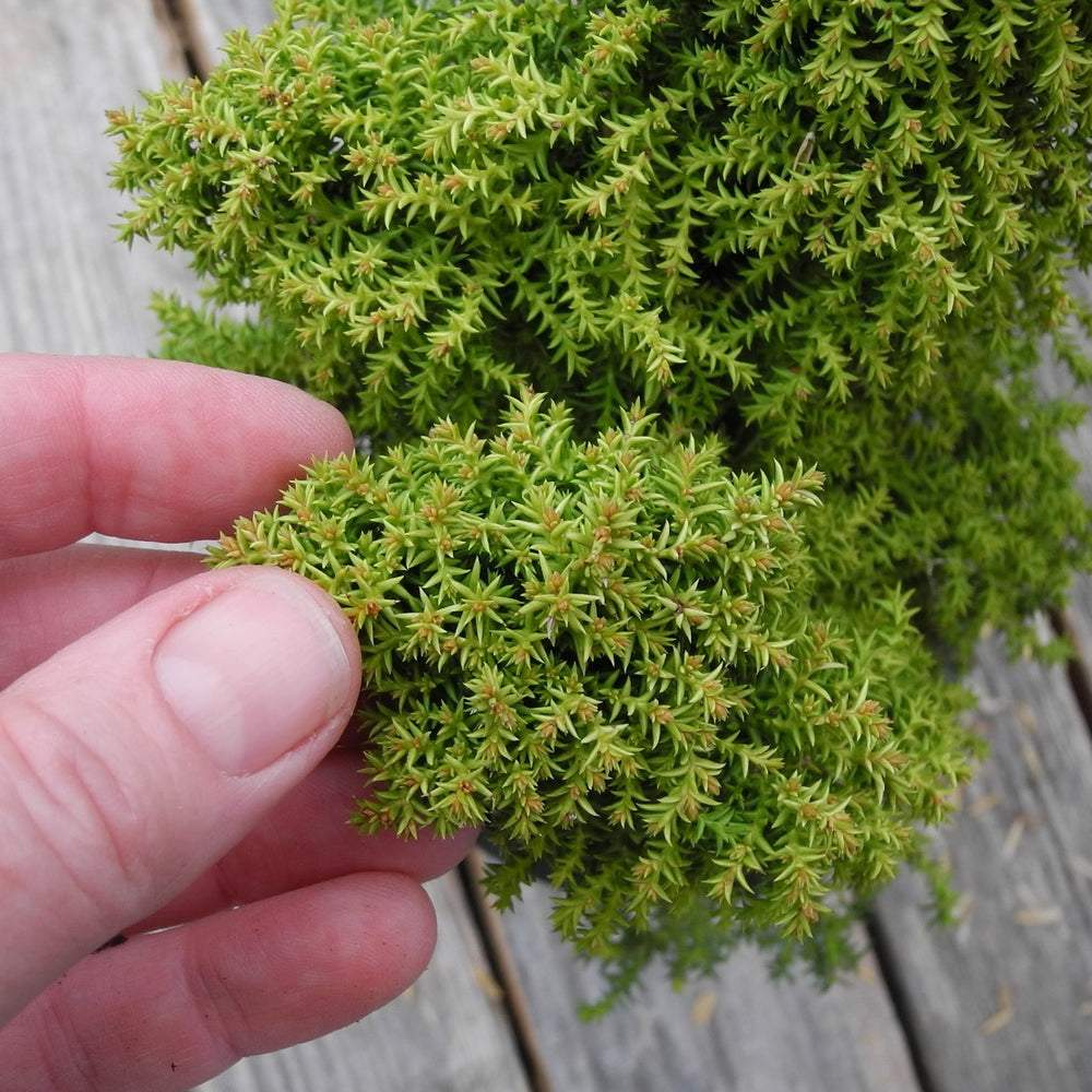 Miniature Garden Dwarf Twinkle Toes Japanese Cedar - Cryptomeria ...