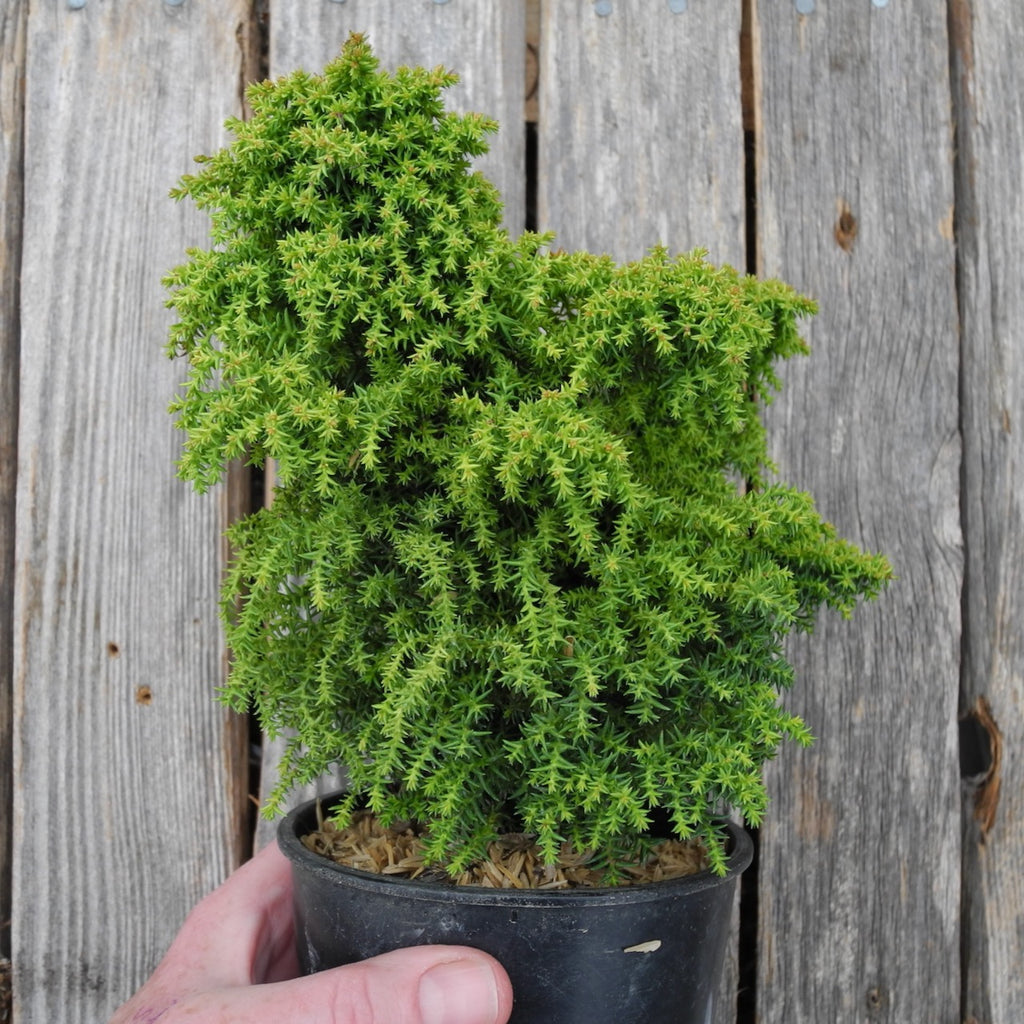Miniature Garden Dwarf Twinkle Toes Japanese Cedar - Cryptomeria ...