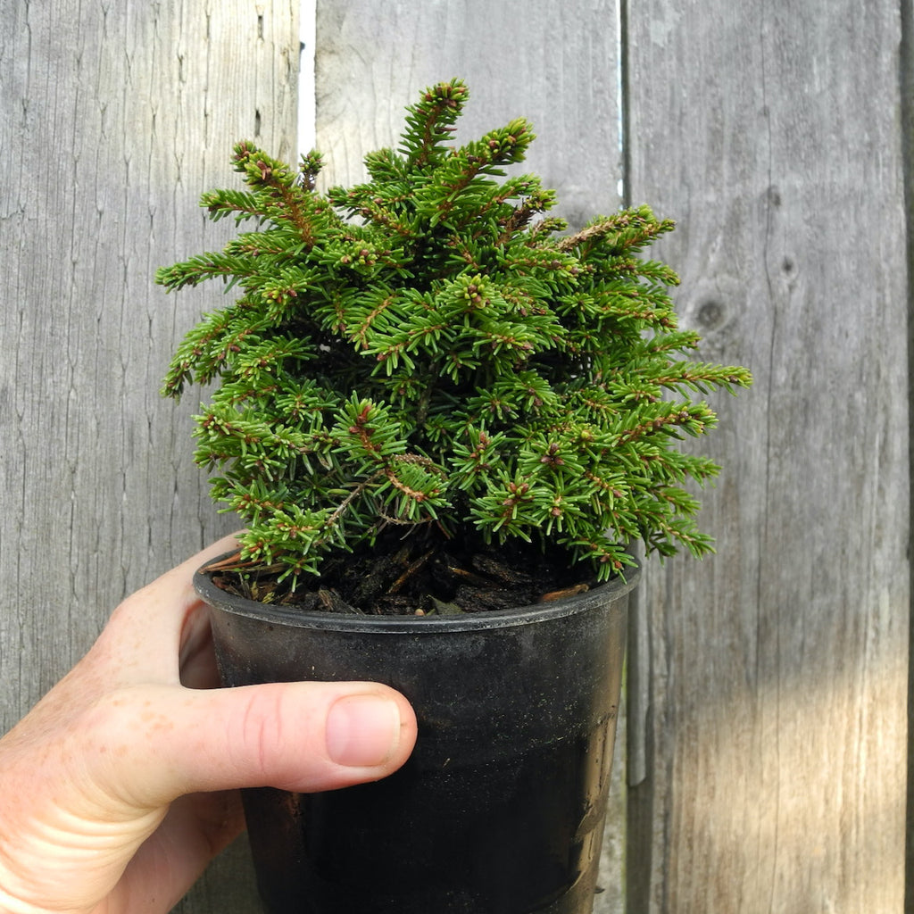 Mini Garden Little Gem Dwarf Norway Spruce - Picea abies 'Little Gem ...