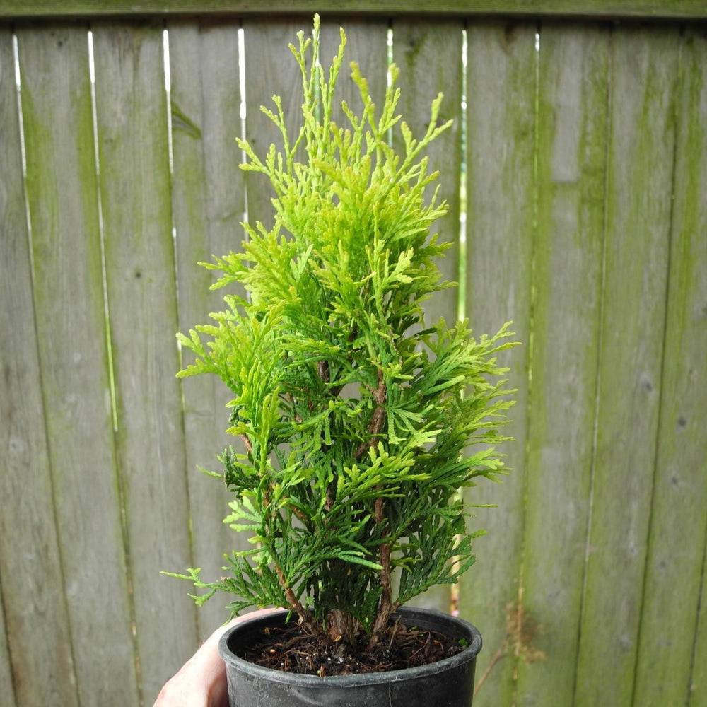 Miniature Garden Tree Amber Gold Arborvitae - Thuja occidentalis ...