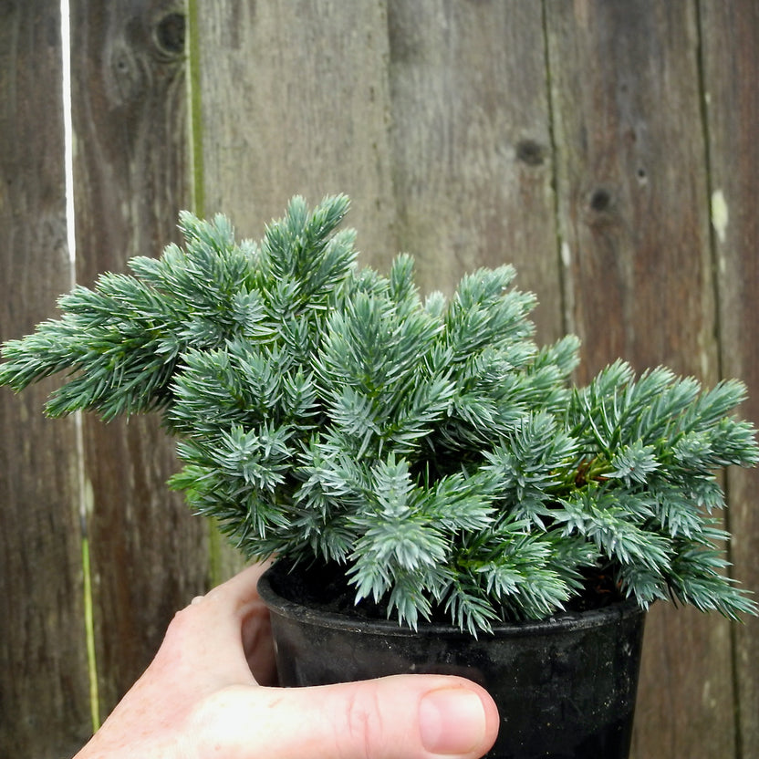 Miniature Garden Blue Star Juniper - Juniperus squamata 'Blue Star ...