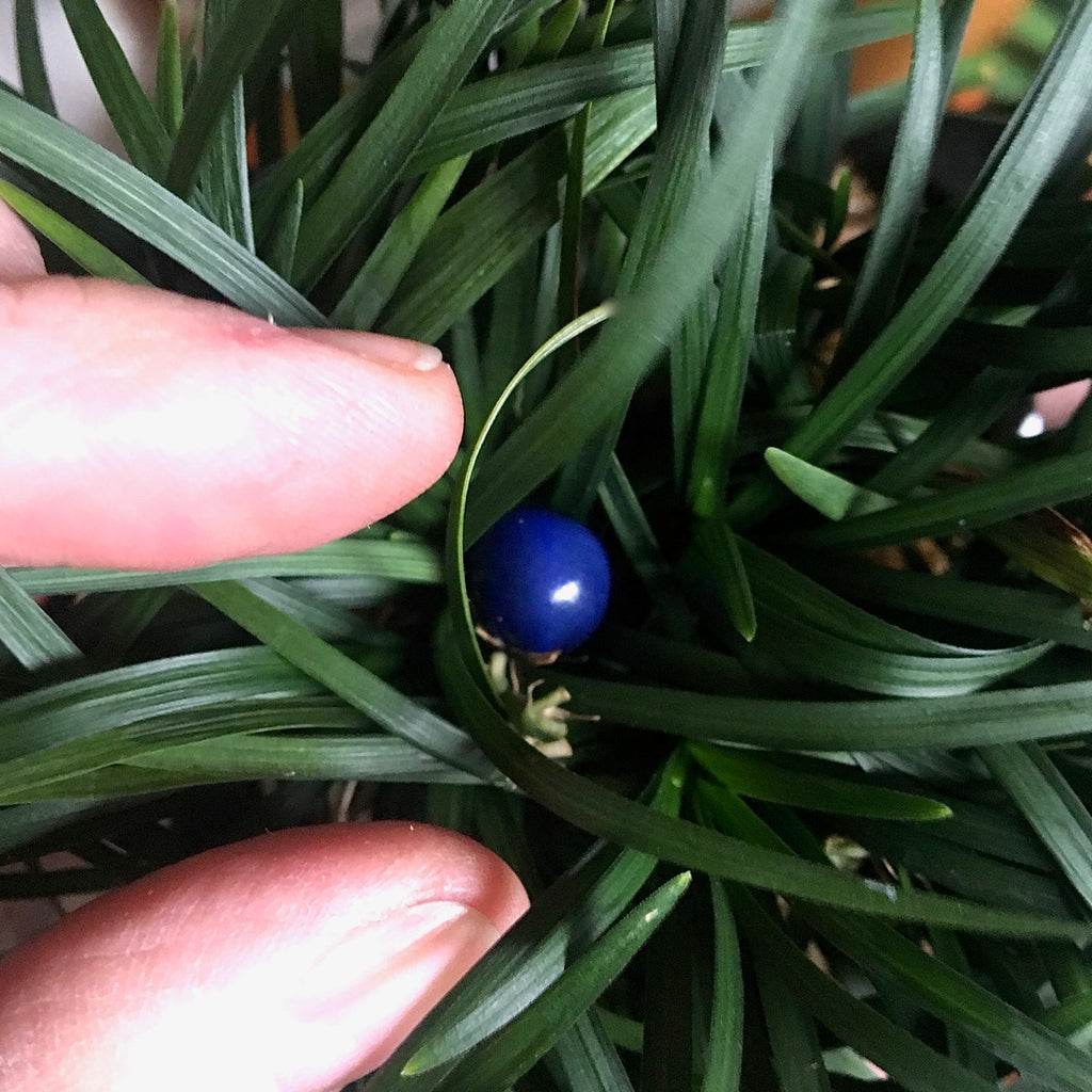 Miniature Garden Plant Dwarf Mondo Grass Ophiopogon japonicus 'Nana ...