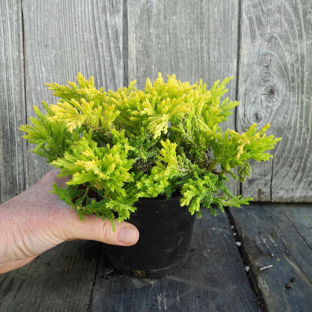 Mini Garden Gold Strike Juniper - Juniperus horizontalis 'Gold Strike ...