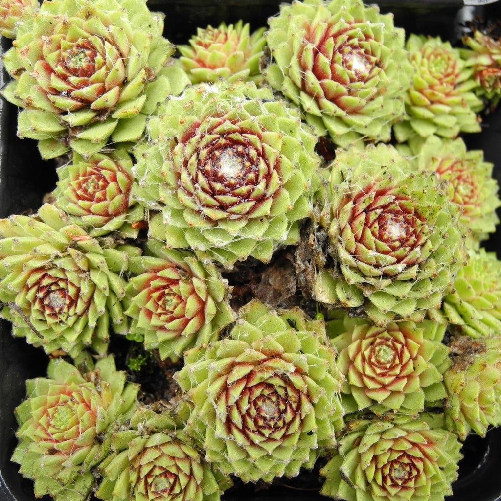 Miniature Garden Hens and Chicks - Sempervivum tectorum – Two Green ...