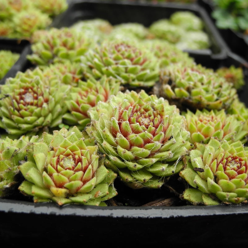 Miniature Garden Hens and Chicks - Sempervivum tectorum – Two Green Thumbs Miniature Garden Center