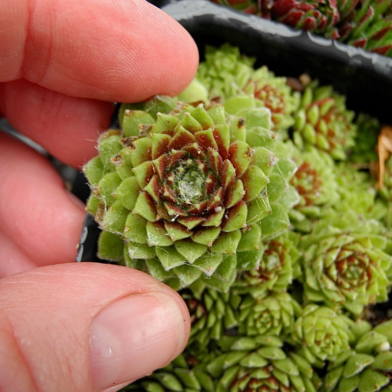 Miniature Garden Hens and Chicks - Sempervivum tectorum – Two Green Thumbs Miniature Garden Center