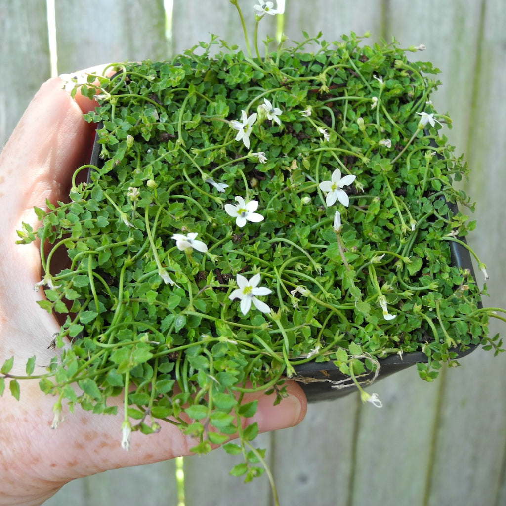 Miniature Garden Little White Star Creeper - Pratia pendunculata ...