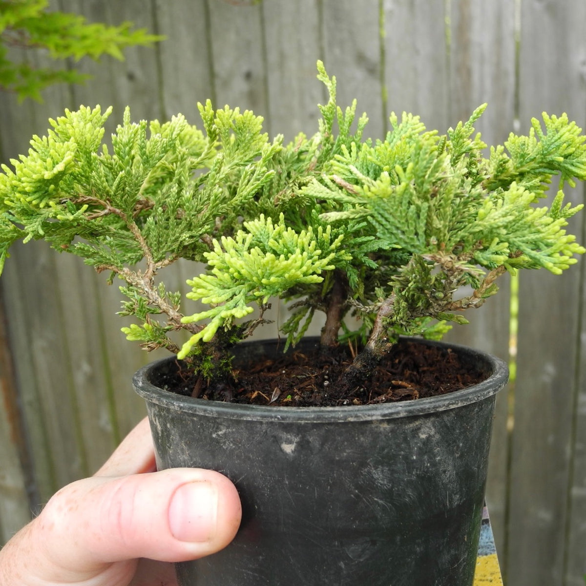 Mini Garden Mother Lode Juniper - Juniperus horizontalis 'Mother Lode ...