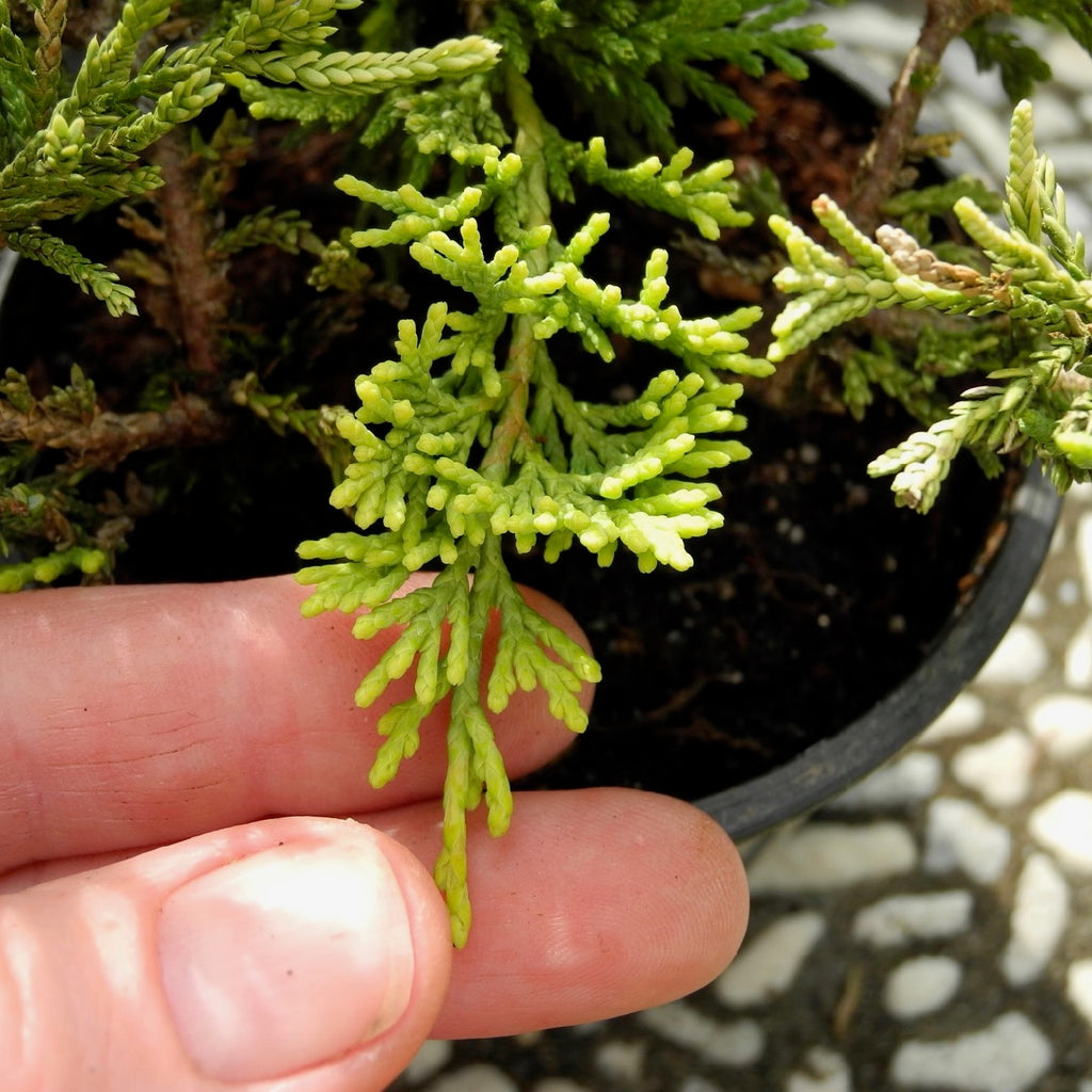 Mini Garden Mother Lode Juniper - Juniperus horizontalis 'Mother Lode ...