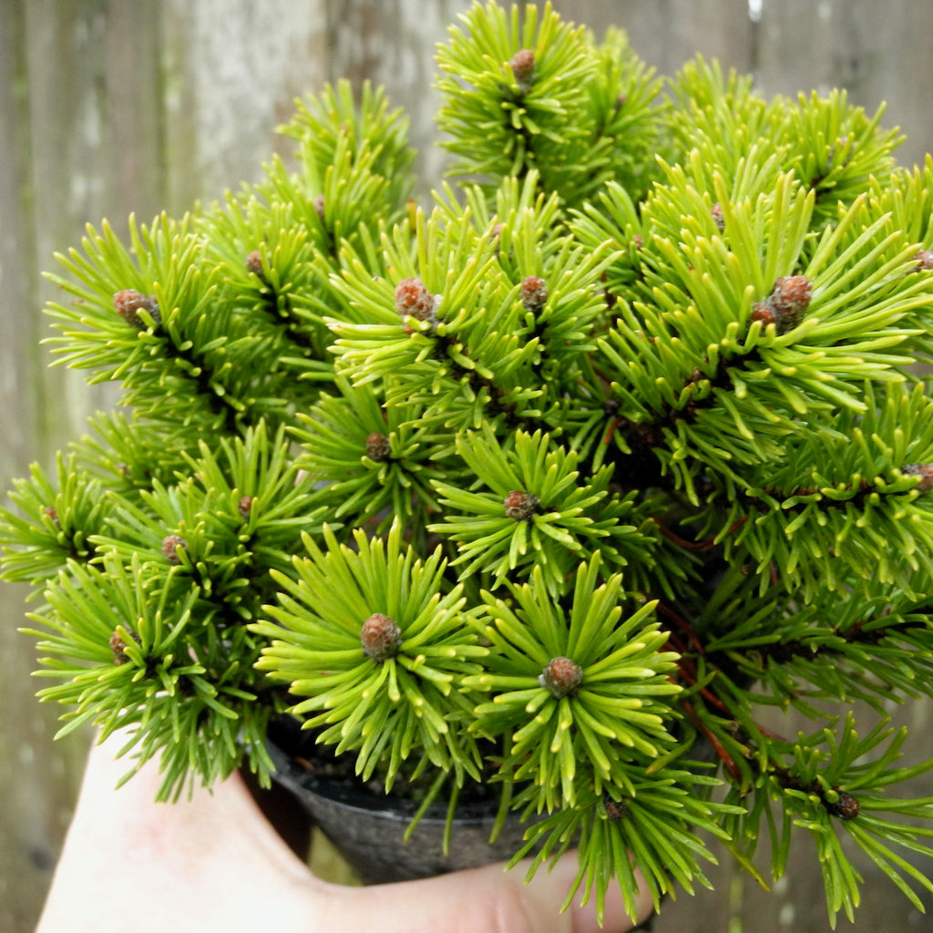 Home › Mops Dwarf Mugo Pine - Pinus mugo 'Mops'