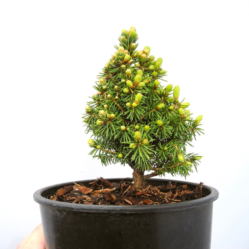 Miniature Garden Pixie Dwarf Alberta Spruce - Picea glauca 'Pixie ...