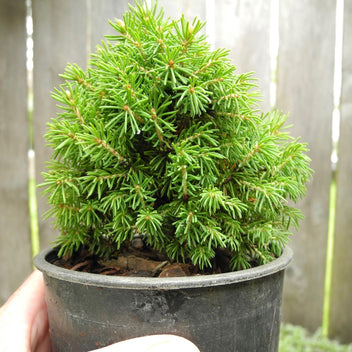 Miniature Garden Pixie Dwarf Alberta Spruce - Picea glauca 'Pixie ...