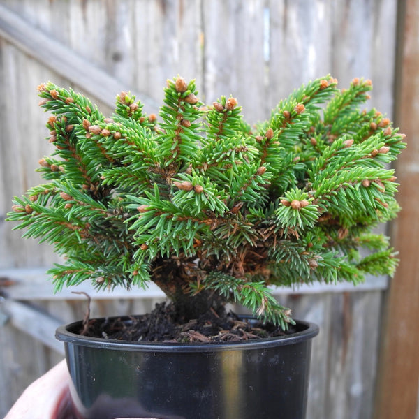 Hildburghausen Miniature Norway Spruce - Picea abies 'Hildburghausen ...