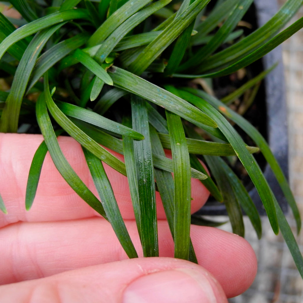 Miniature Garden Plant Dwarf Mondo Grass Ophiopogon japonicus 'Nana ...