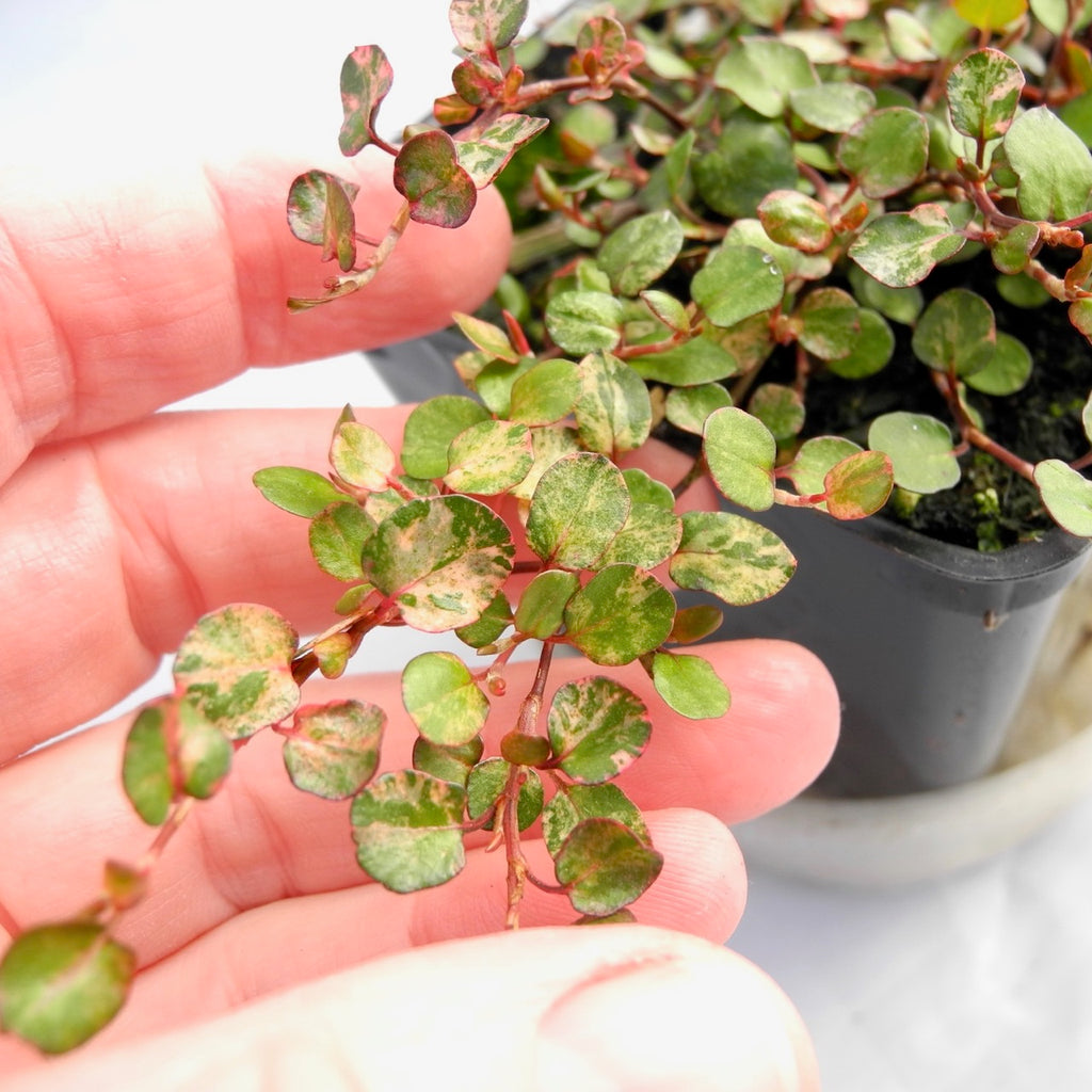 Miniature Garden Fairy Vine - Variegated Angel Vine - Muehlenbeckia ...