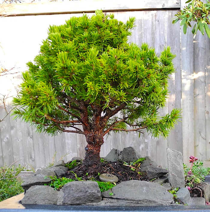 Miniature Garden Tompa Miniature Norway Spruce - Picea abies 'Tompa ...