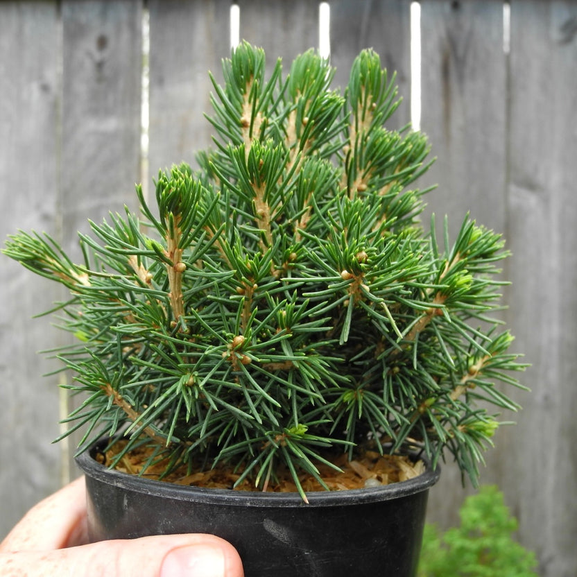 Miniature Garden Tompa Miniature Norway Spruce - Picea abies 'Tompa ...