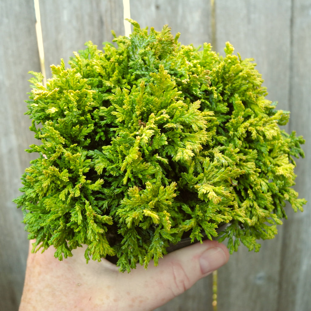 Miniature Garden Golden Pin Cushion Cypress - Chamaecyparis pisifera ...