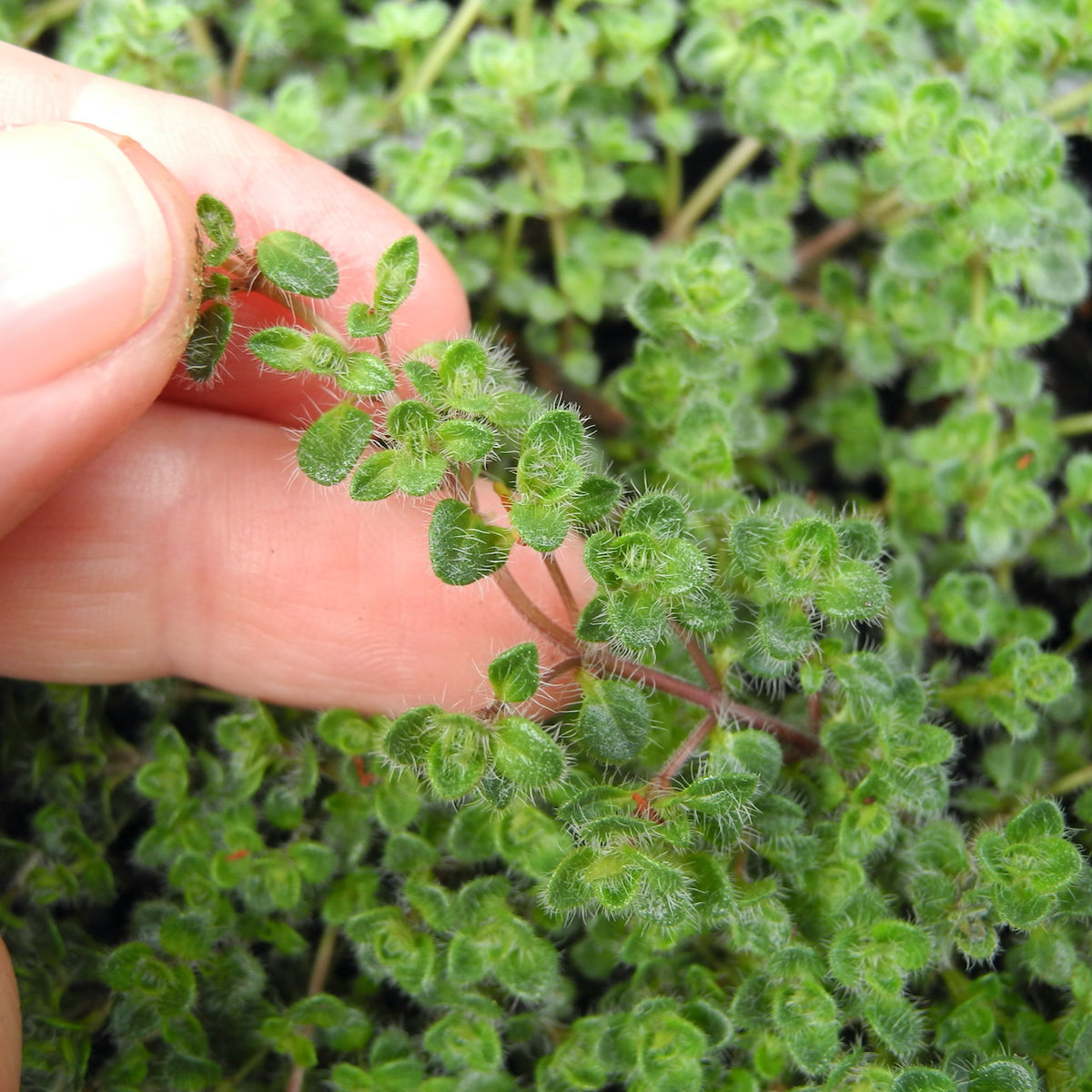 Miniature Garden Plant Woolly Thyme – Thymus pseudolanuginosus – Two ...