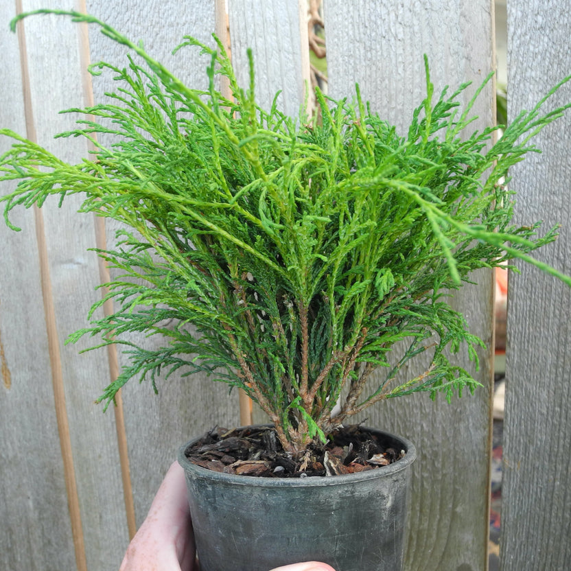 Miniature Garden Shrub Angel Hair Threadbranch Cypress - Chamaecyparis ...