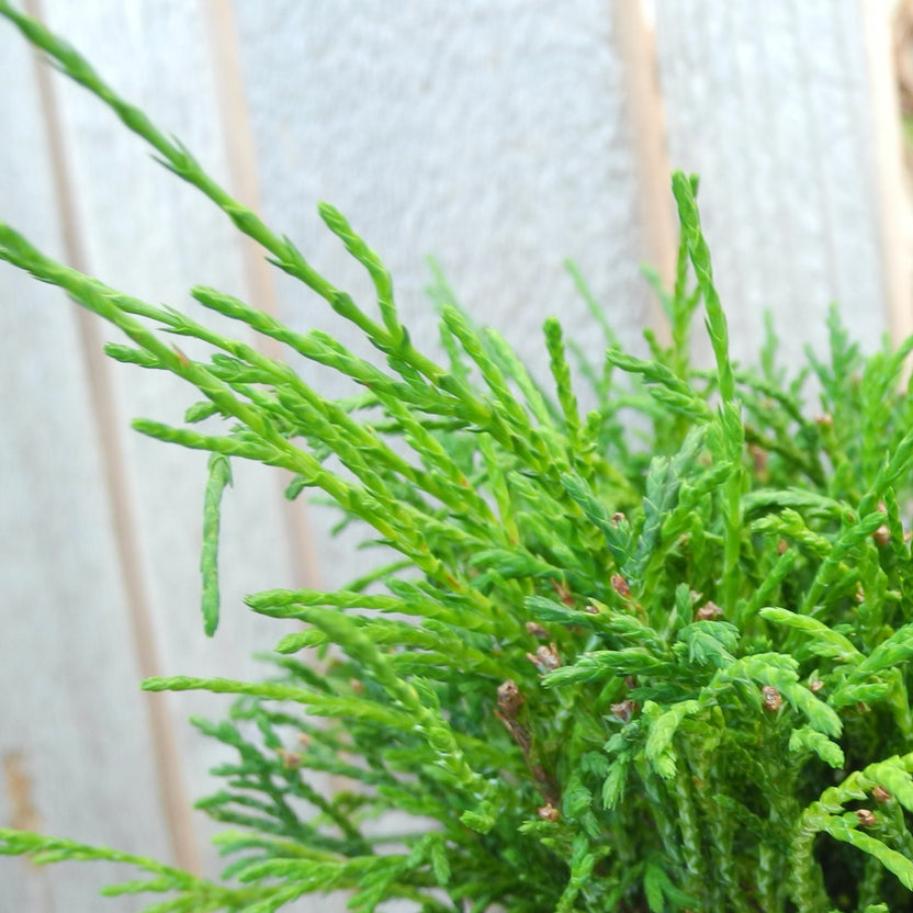 Miniature Garden Shrub Angel Hair Threadbranch Cypress - Chamaecyparis ...