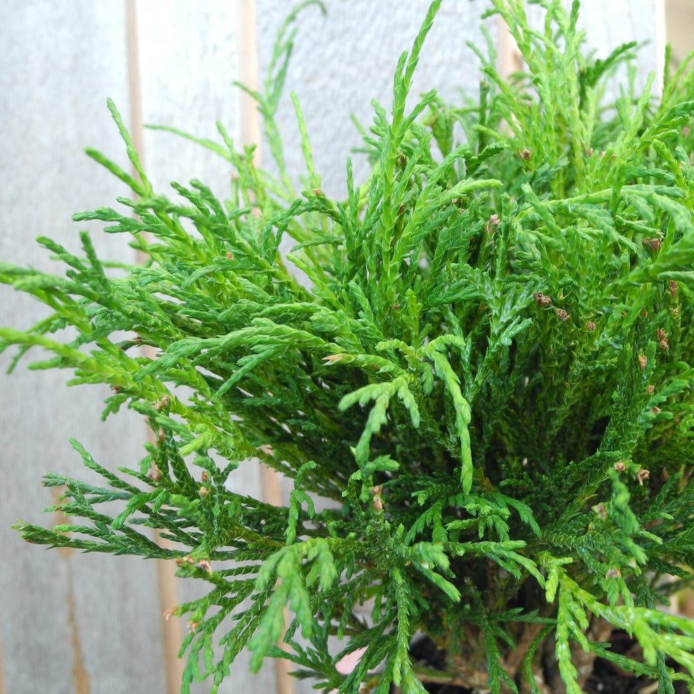 Miniature Garden Shrub Angel Hair Threadbranch Cypress - Chamaecyparis ...